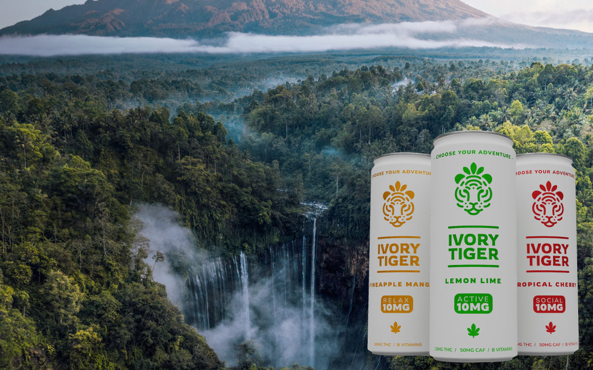 Collections – Ivory Tiger